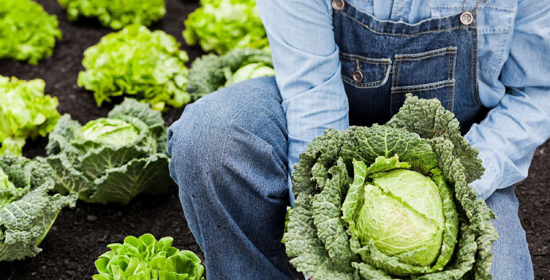 Farm to Institution | Center for Agriculture & Food Systems