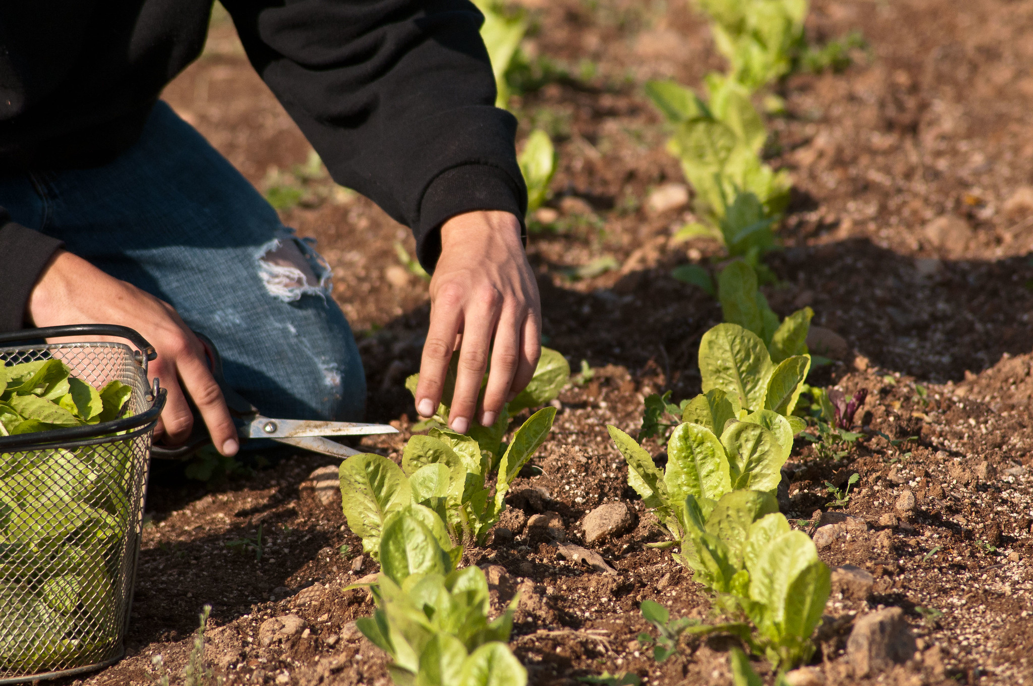 Policy Drafting Guide | Center for Agriculture & Food Systems