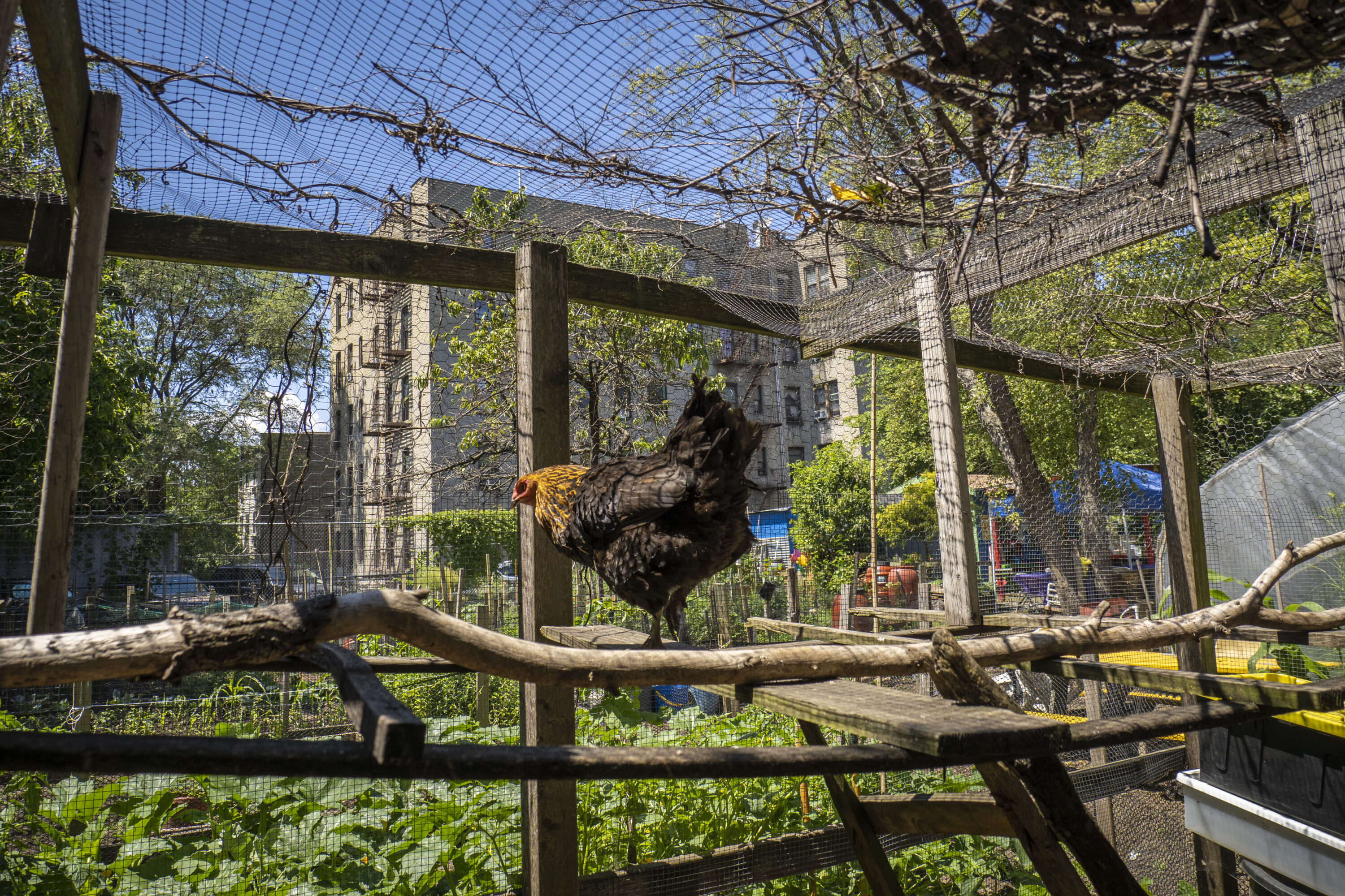 Zoning for Urban Ag | Center for Agriculture & Food Systems