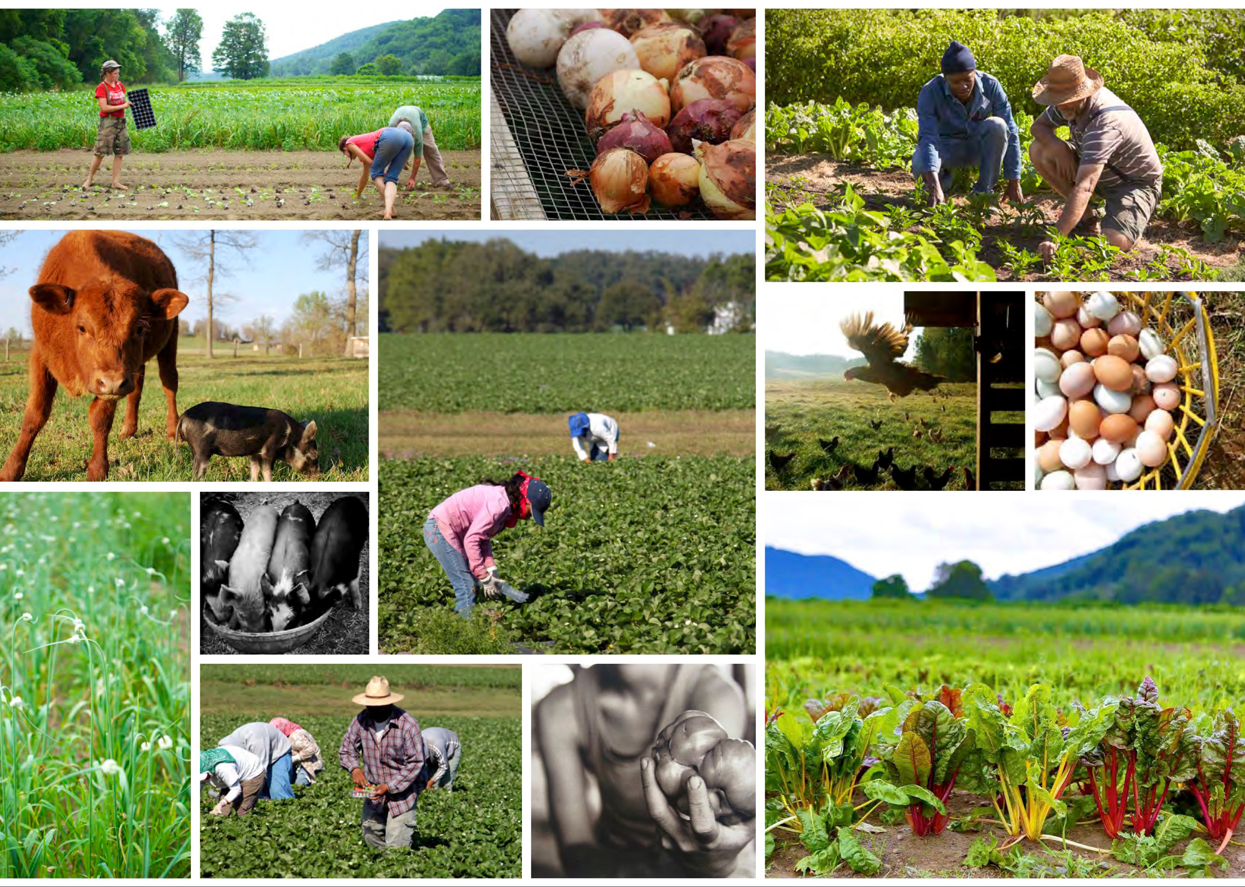 Farm & Food Law: A Guide for Lawyers in the Legal Food Hub | Center for ...